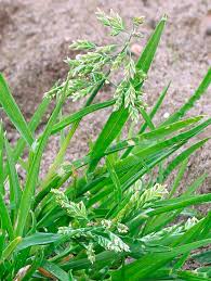 A Guide to Growing and Caring for Poa Grass Poa Pratensis Agric4Profits