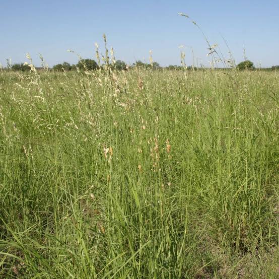 How To Grow Use And Care For Wilman Lovegrass Eragrostis Superba
