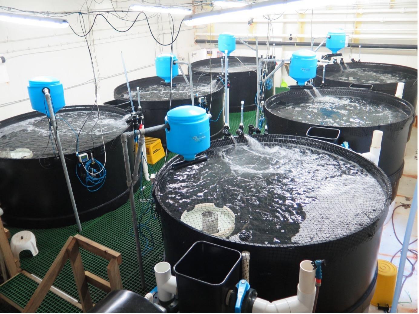 Recirculating Systems In Fish Farming - Agric4Profits